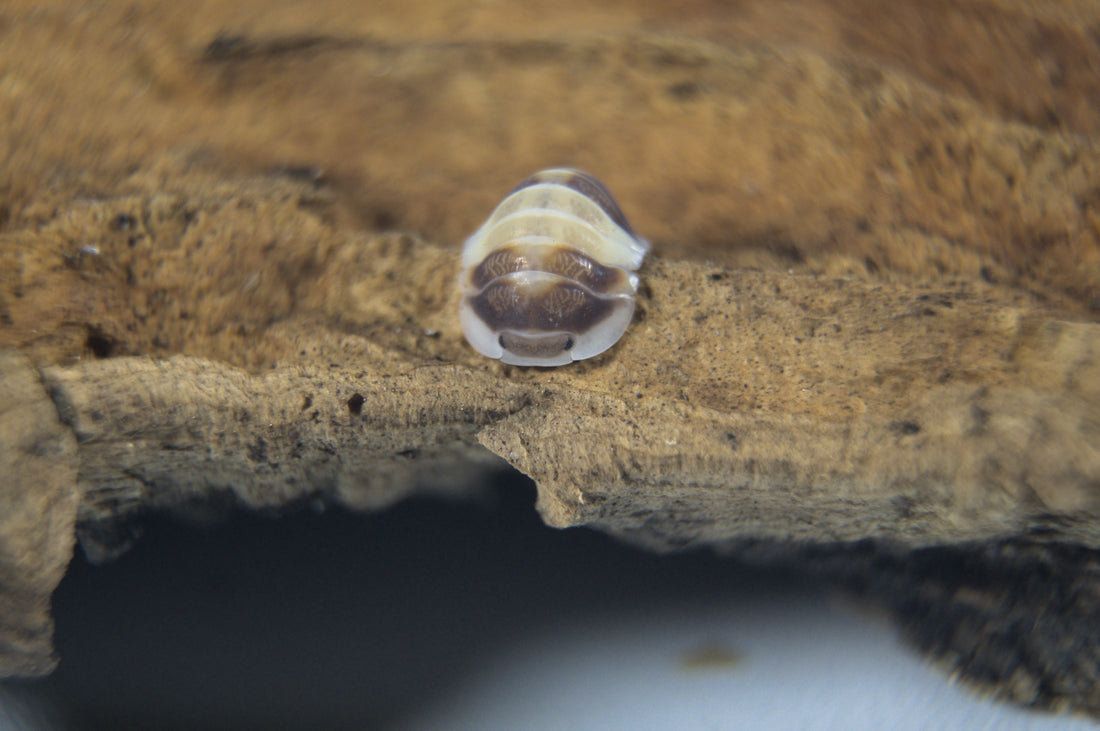 Springtails and Isopods for Sale - Live Guarantee – Mossarium Labs