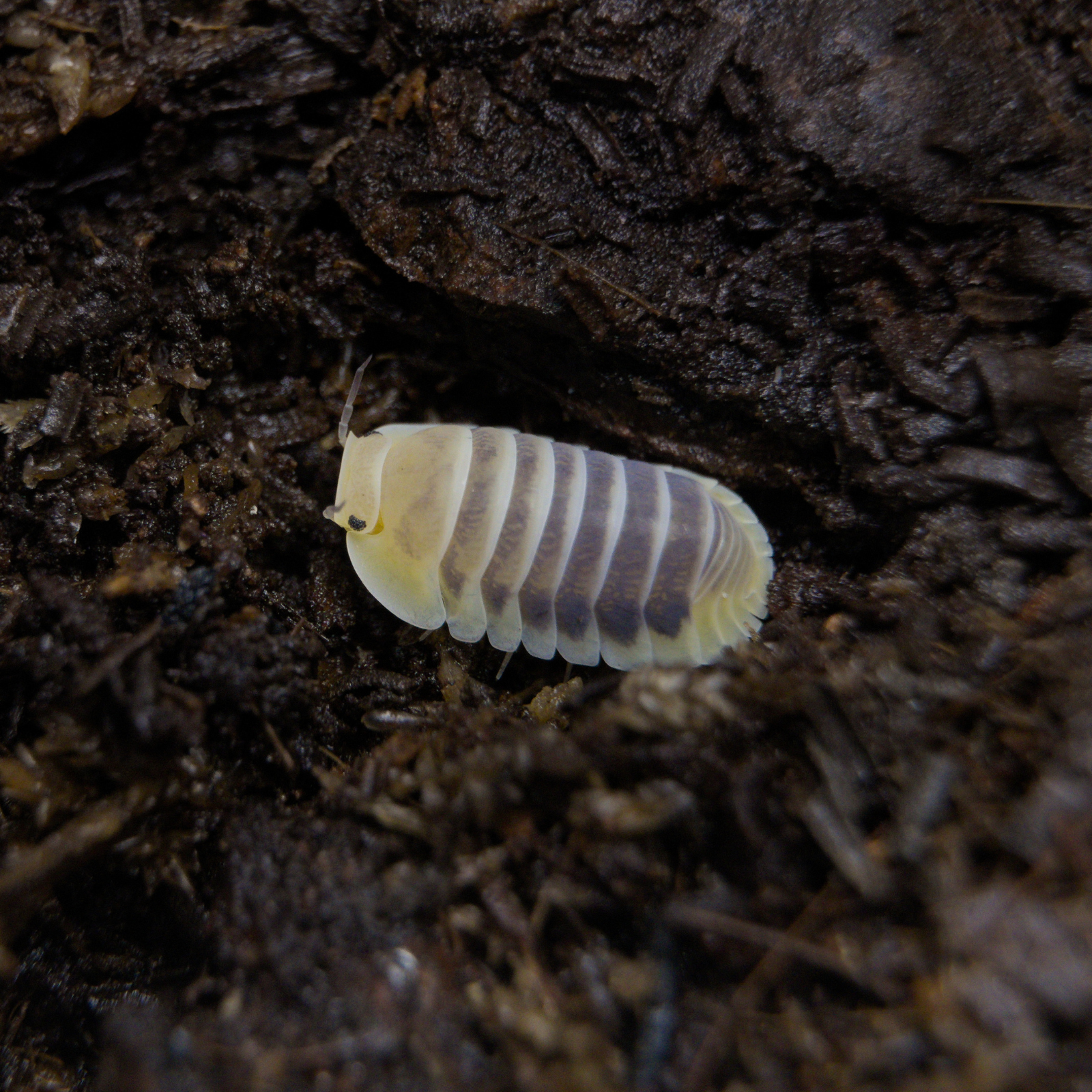 Cubaris Sp. Jupiter Isopods - Mossarium Labs